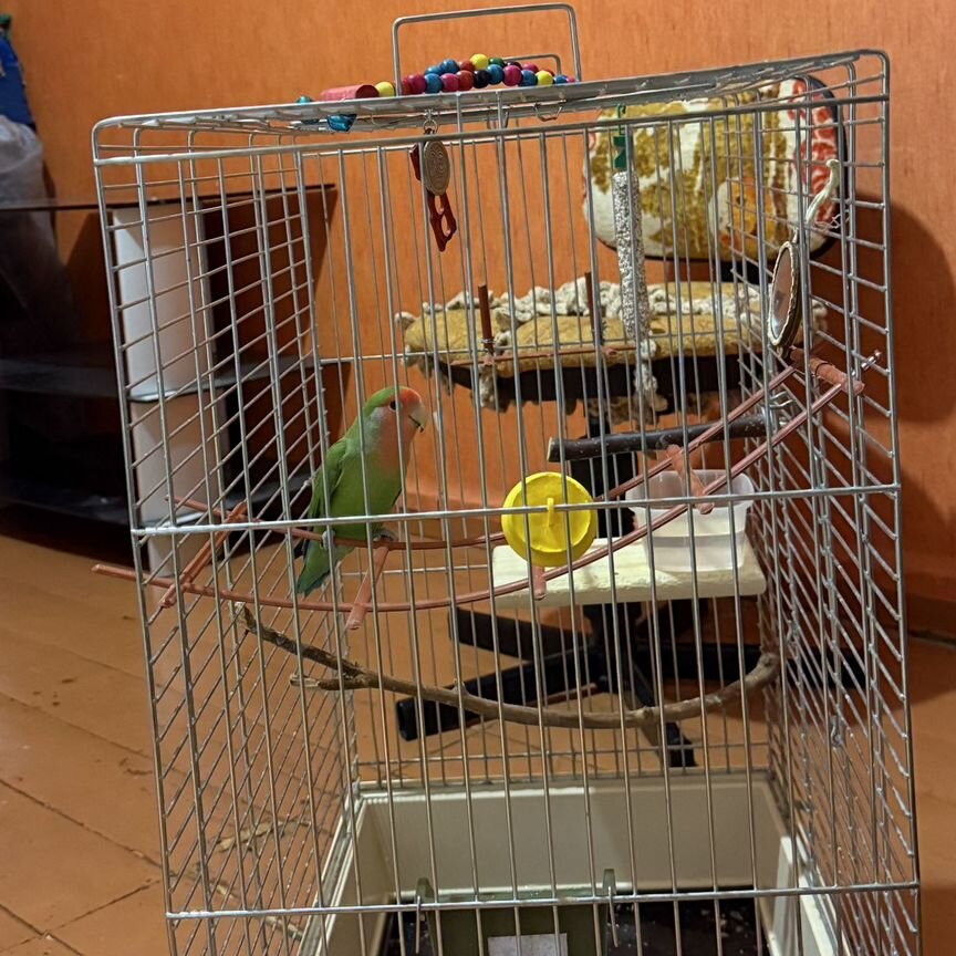 Попугай неразлучники с клеткой