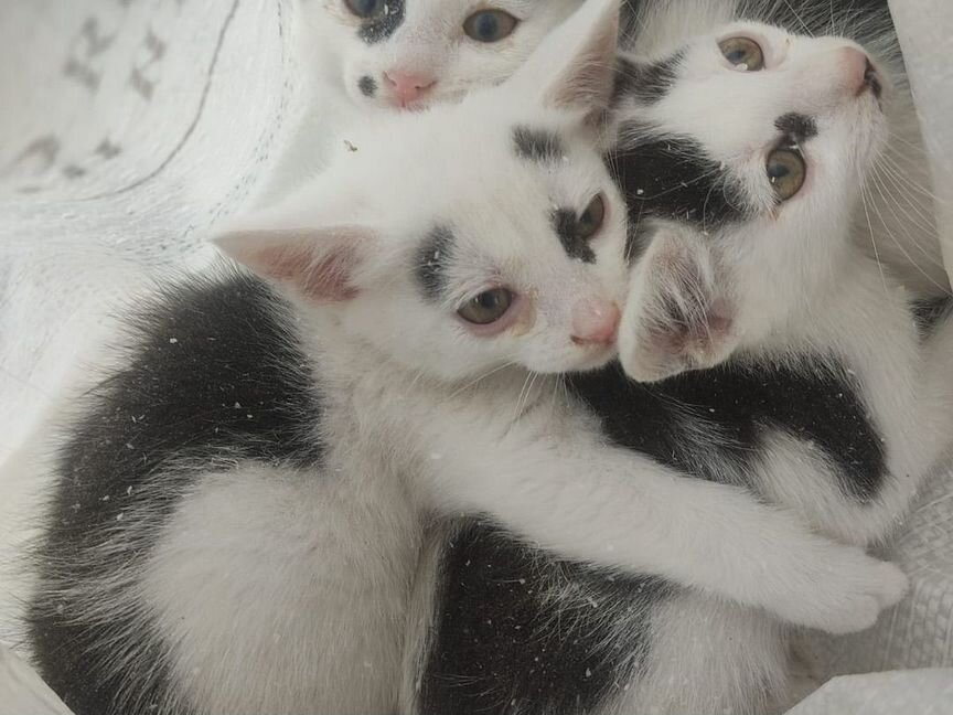 Кошки