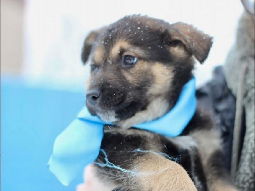 Щенки несецкой овчарки в дар 2 мес