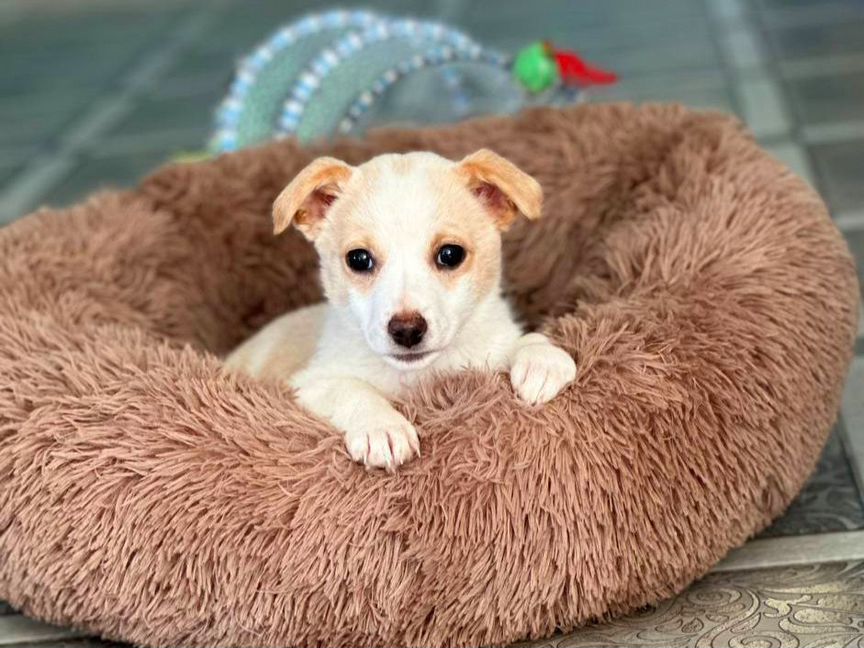 Щенок в добрые руки бесплатно