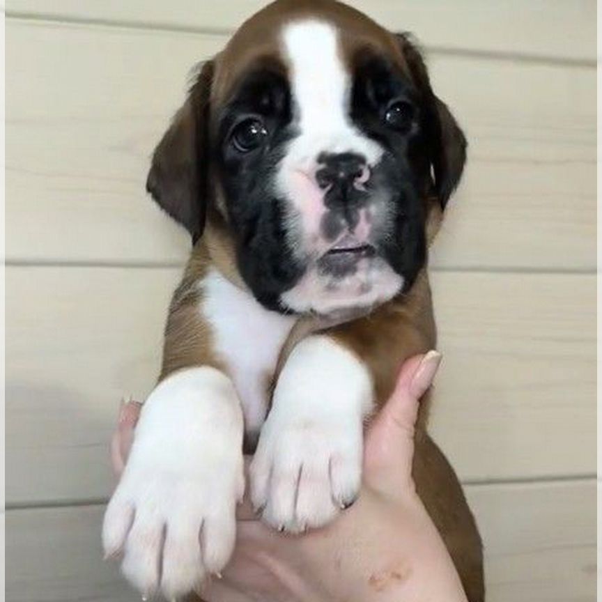 Боксер, щенок