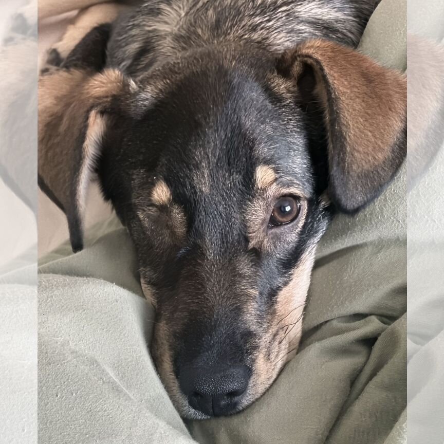 Щенок в добрые руки