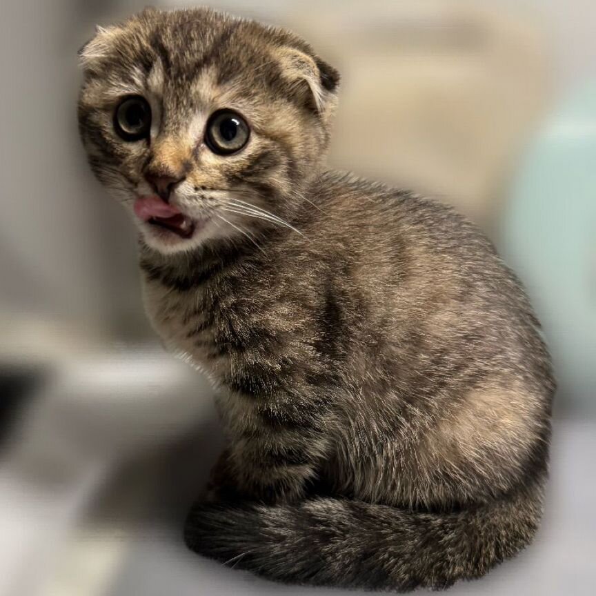 Бесплатно отдам вислоухого котёнка