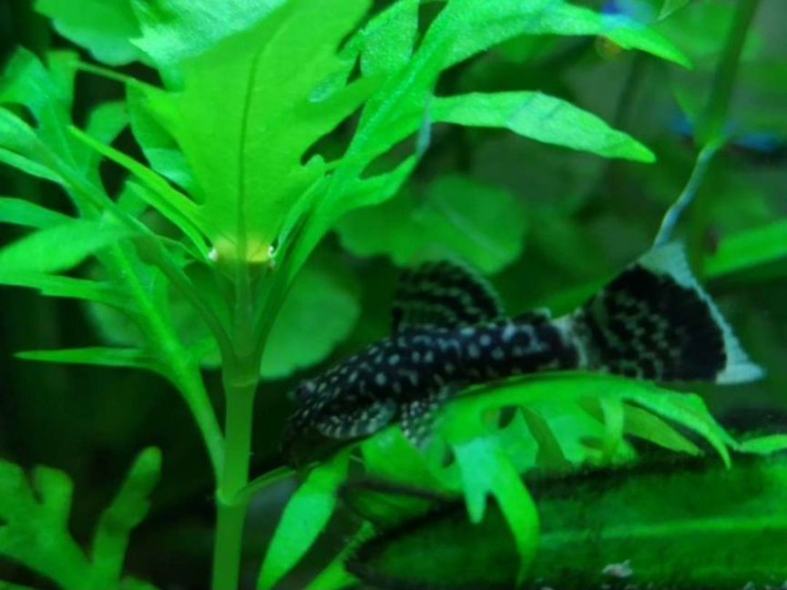 Сомики анциструс