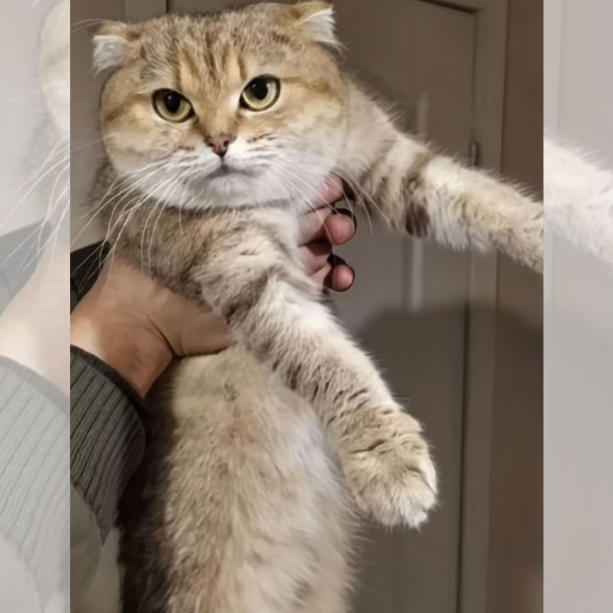 Шотландская вислоухая короткошёрстная, взрослая кошка