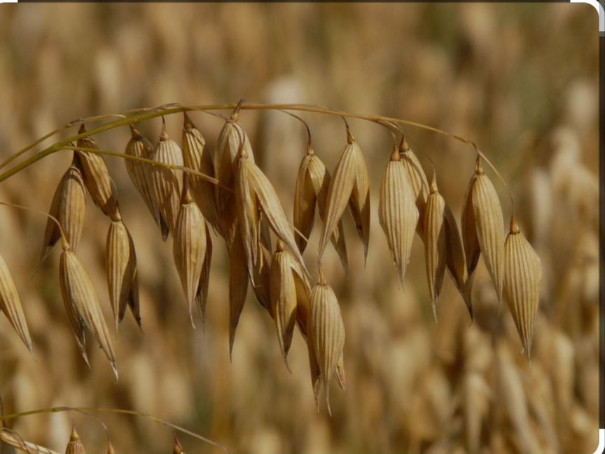 Пшеница