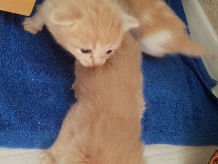 Продам котят вислоухие шотландцы