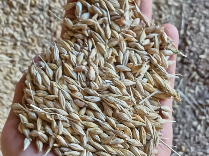 Зерно пшеница ячмень