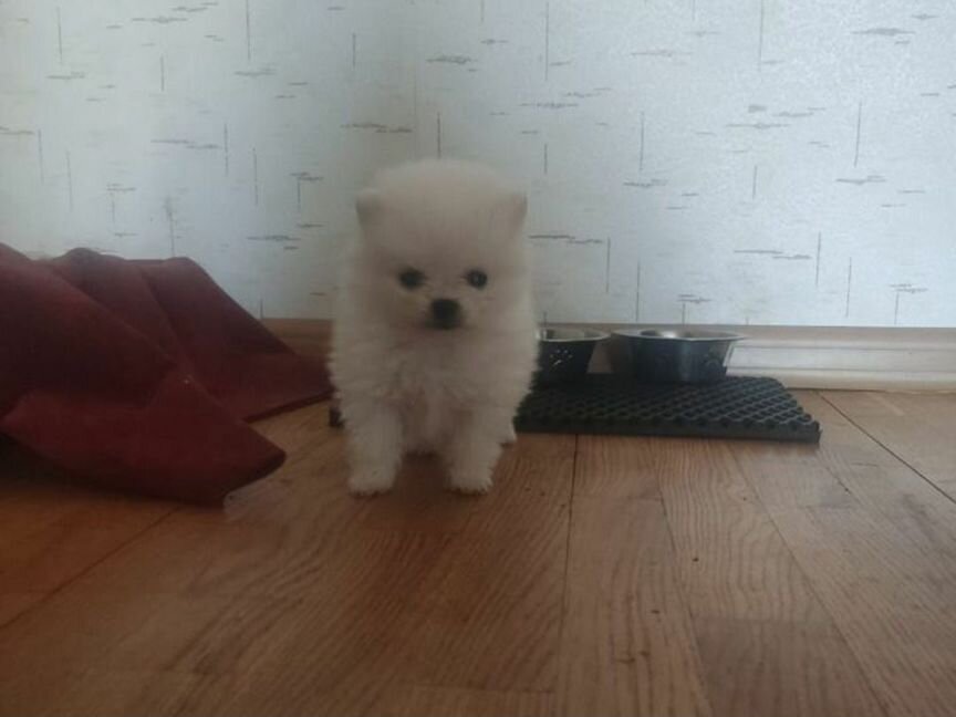 Померанский шпиц медвежьего типа