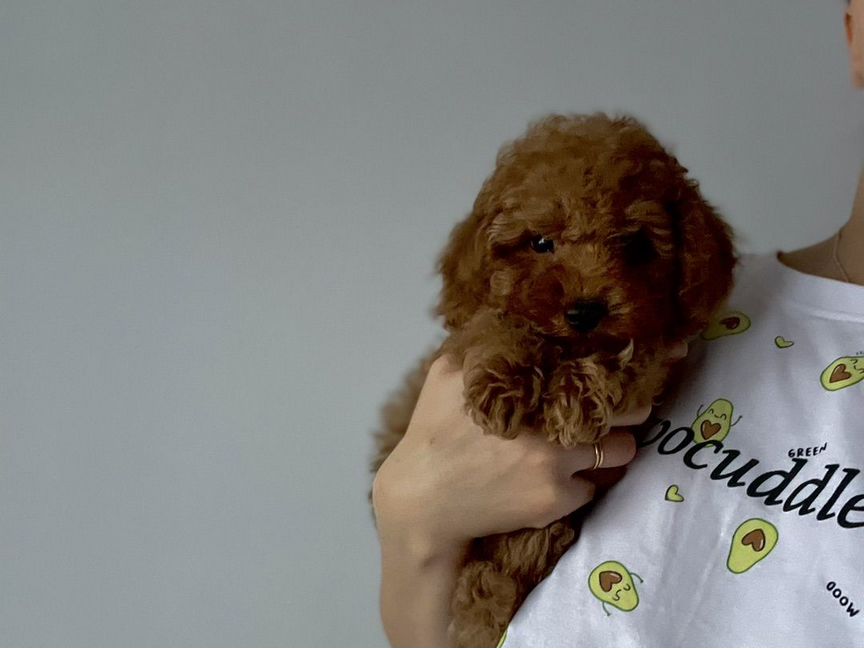 Принц Из Китая Импорт