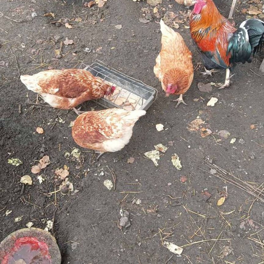 Куры несушки