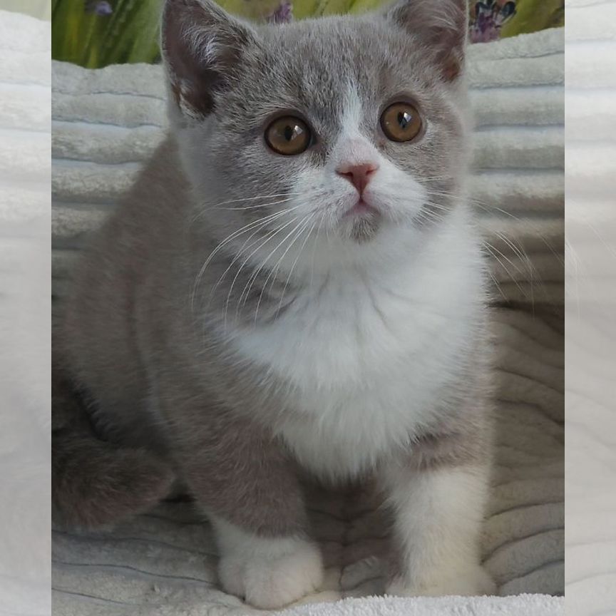 Британский короткошёрстный котёнок
