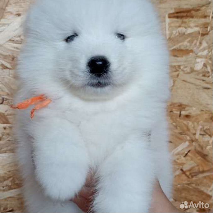 Щеночки самоедики