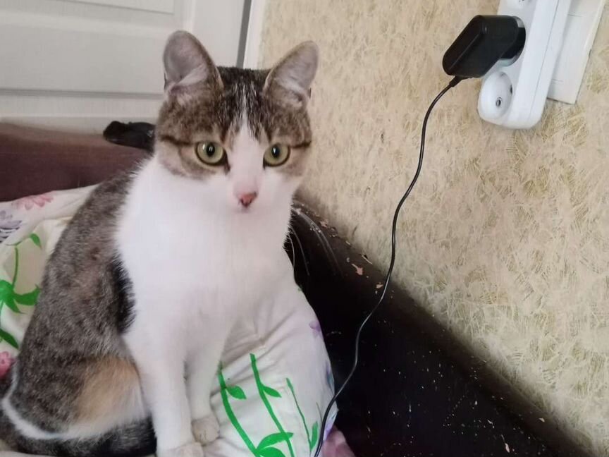 Отдается молоденькая кошечка