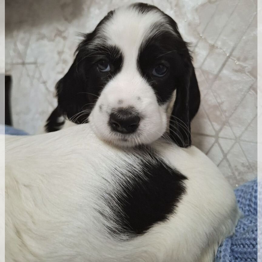 Русский спаниель