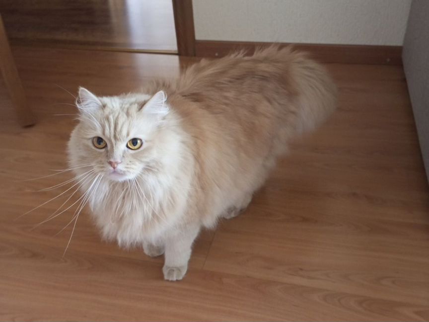 Кошка в дар бесплатно
