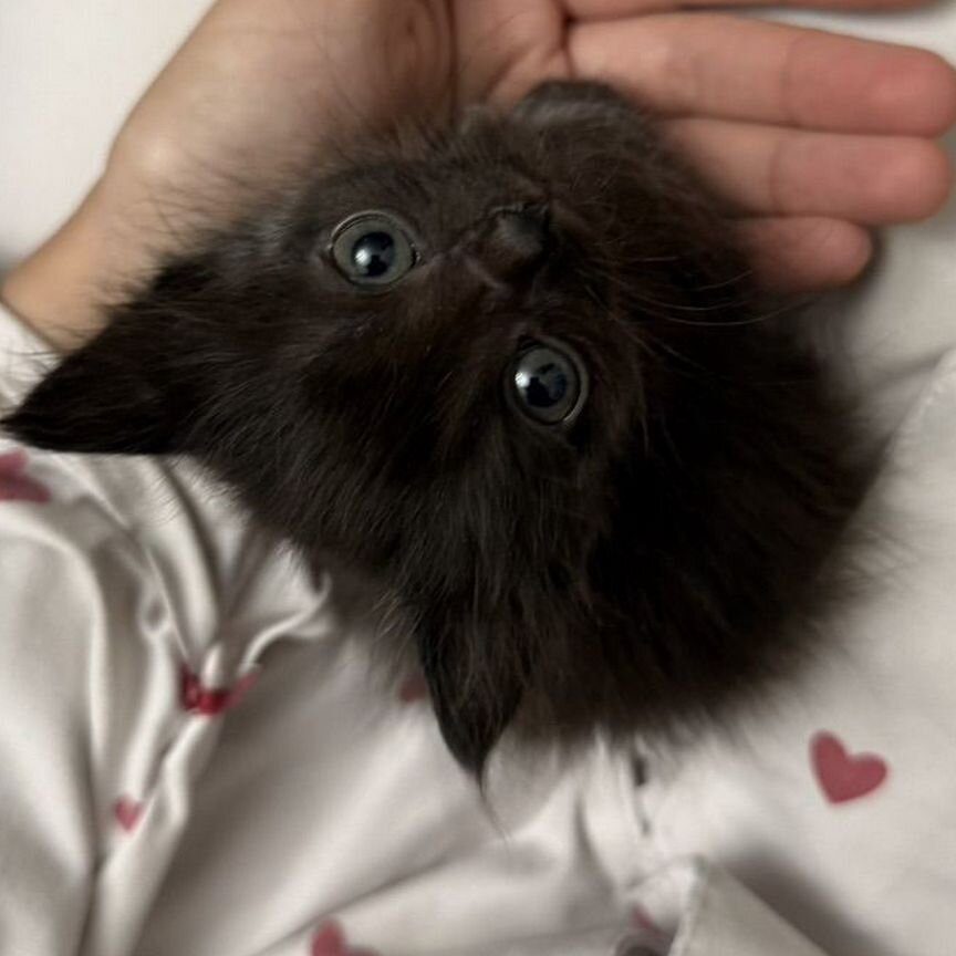 Шотландский вислоухий длинношёрстный котёнок