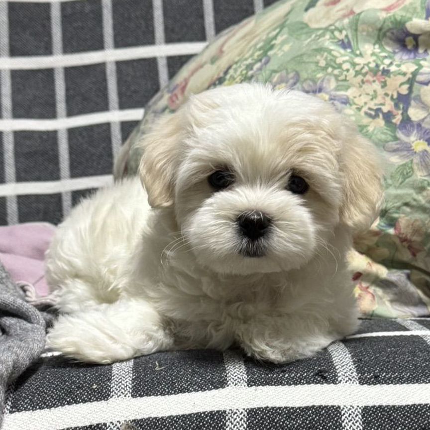 Мальтипу, щенок