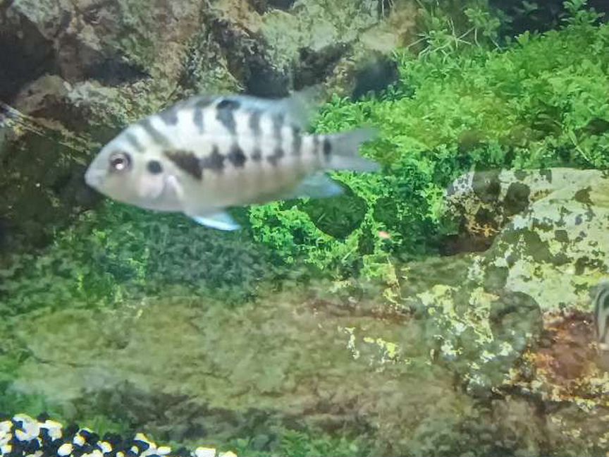 Цихлазома чернополосная-цихлида в тельняшке рыбки