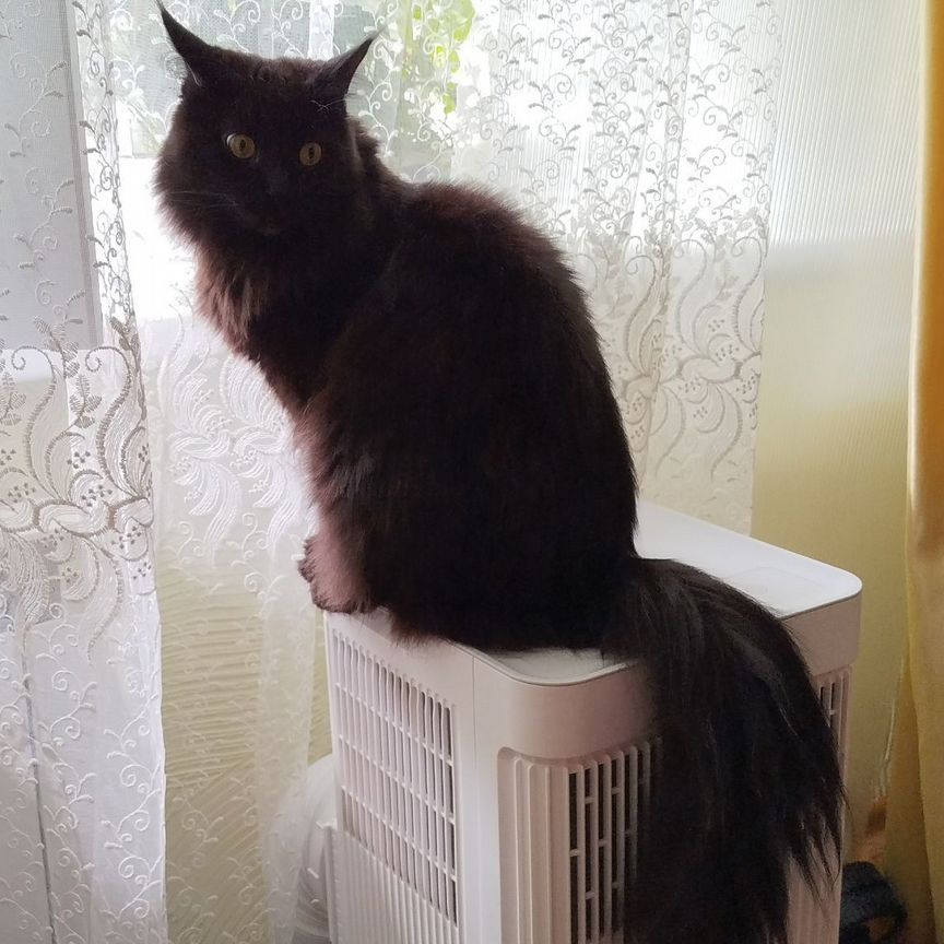 Отдам в добрые руки