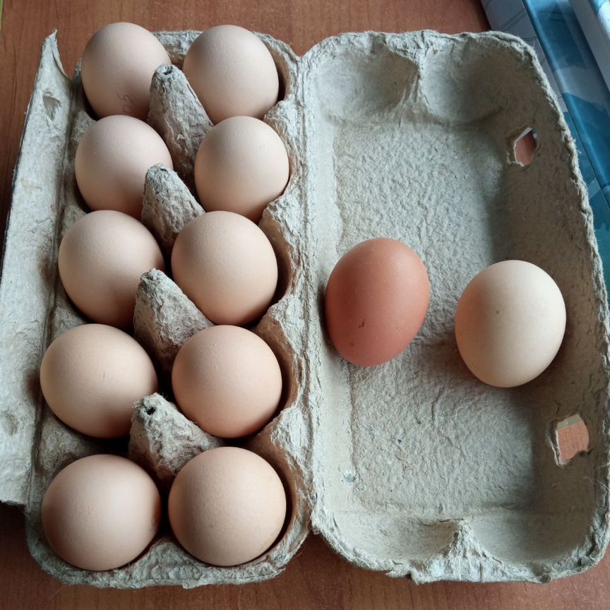 Инкубационное яйцо брама светлая