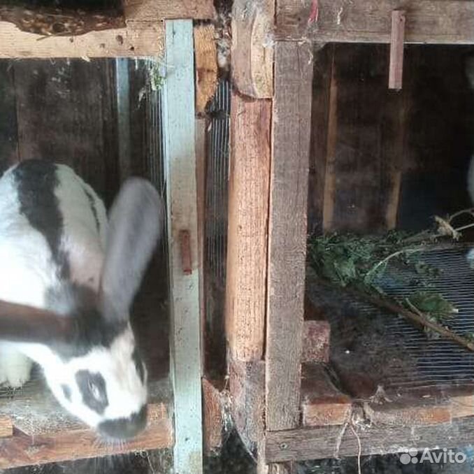 Кролик Строкач(нпв) Калифорния,французский баран