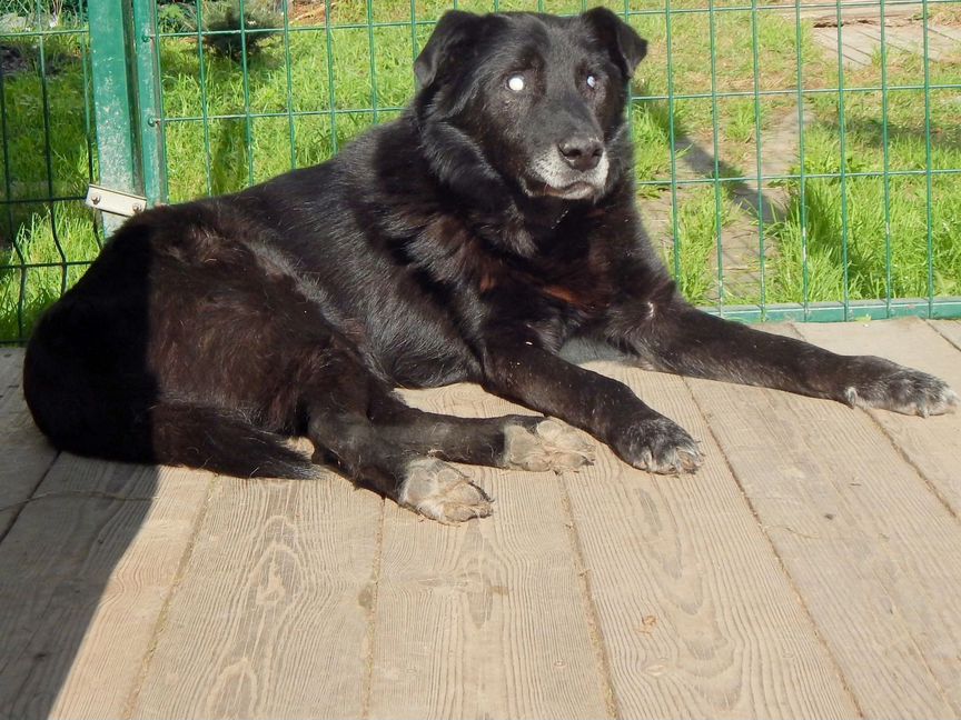 Добродушному песику нужна передержка/дом