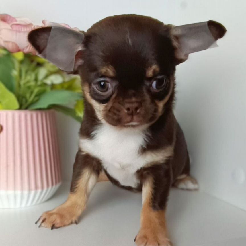 Чихуахуа, щенок