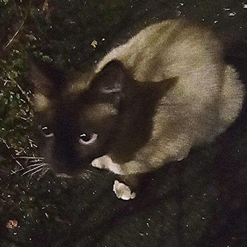 Тайский кот, взрослый