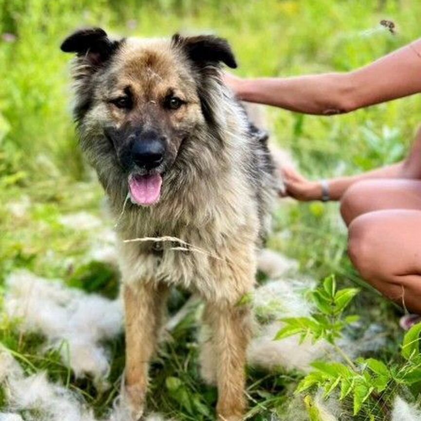 Очень милый и нежный Гузик ждёт вас