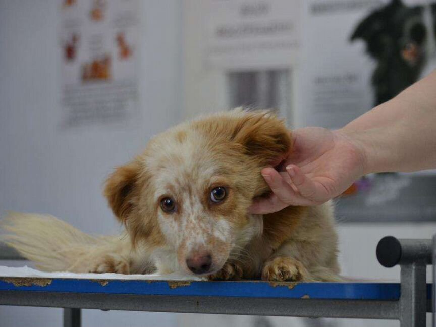 Мелкая собачка