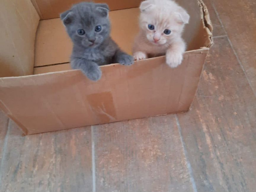 Шотландские вислоухие котята