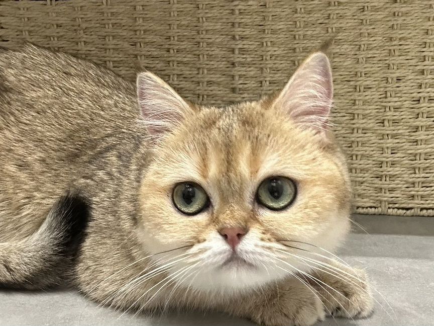 Британский котенок золотая шиншилла