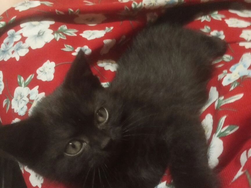 Кошка