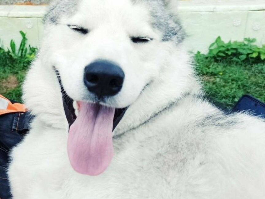 Щенки, в добрые руки, помесь