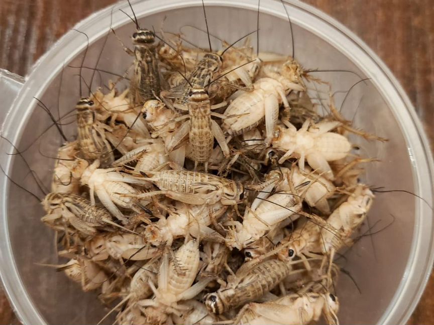 Сверчки домовые, кормовые насекомые, заморозка