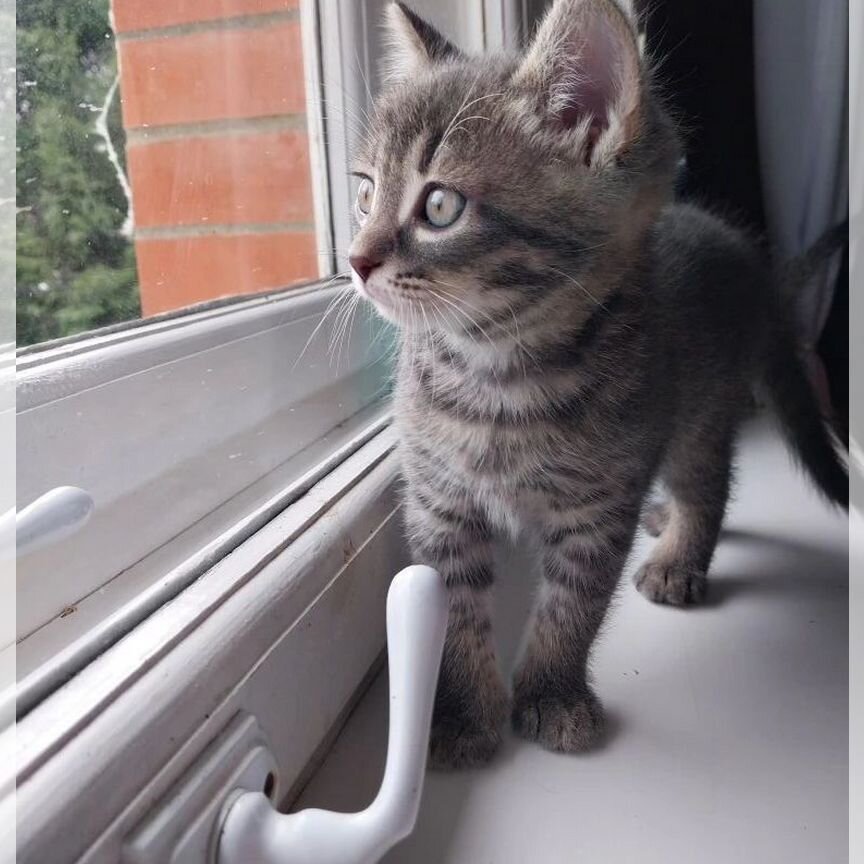 Котёнок в добрые руки