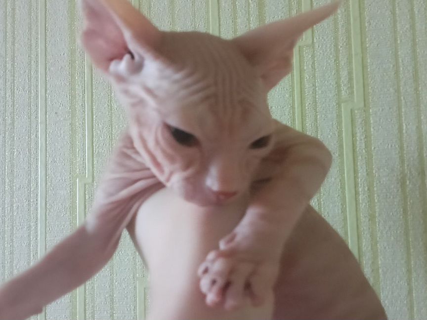 Донской сфинкс котята