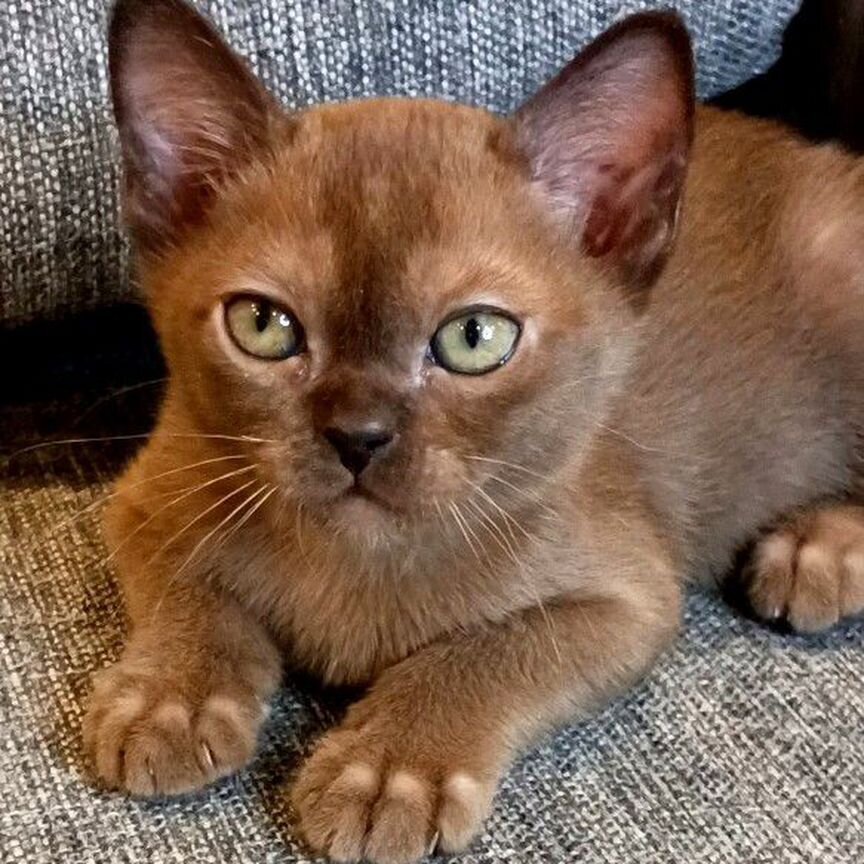 Бурма соболь (с родословной)