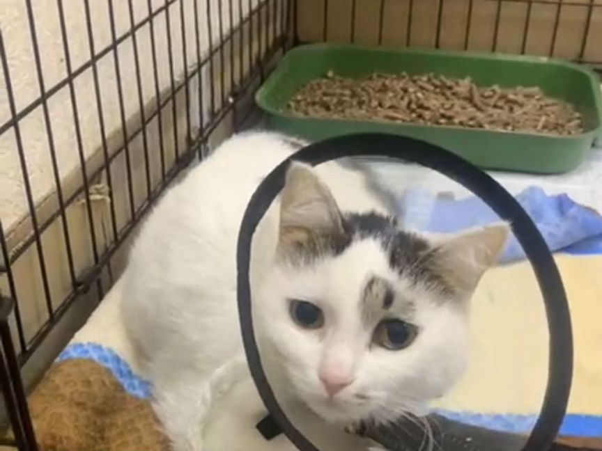 Кошке без лаки не выжить одной