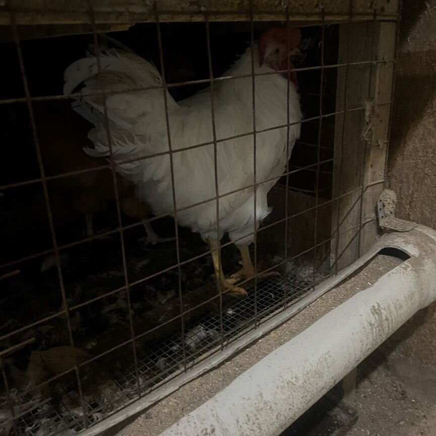 Прдаю молодых петухов