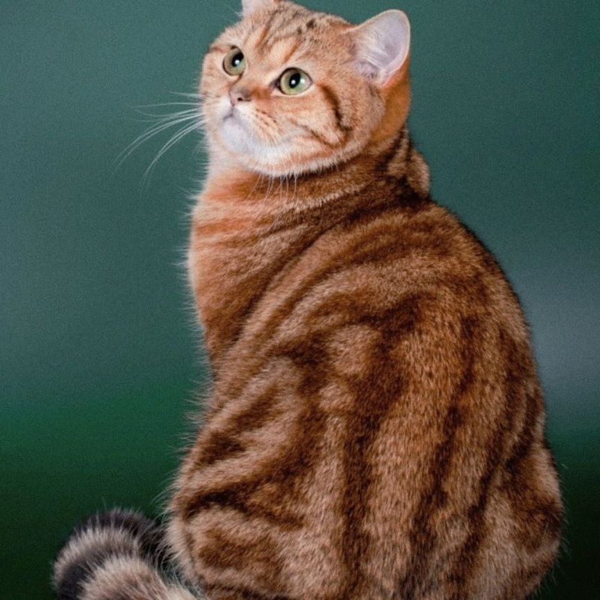 Шотландский вислоухий короткошёрстный, взрослый кот