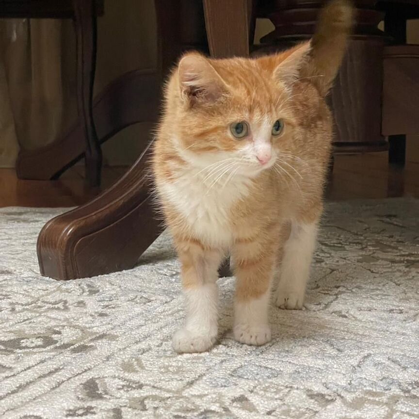 Котенок девочка рыжая 5месяцев