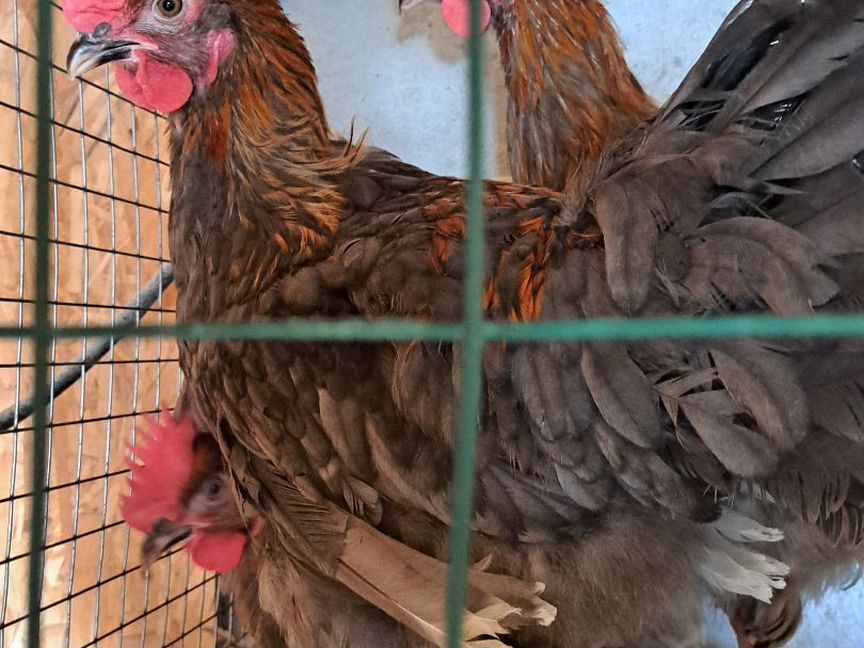 Петушки породы маран голубо-медный