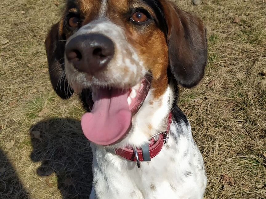 Собака в надёжные руки