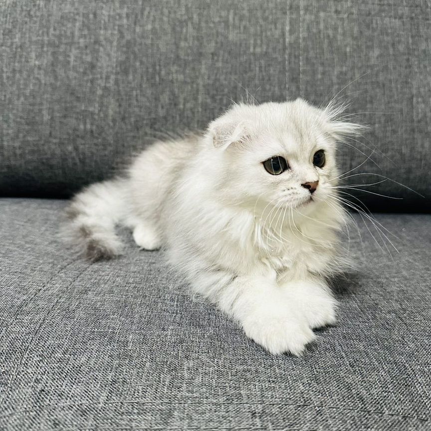 Шотландский вислоухий котенок