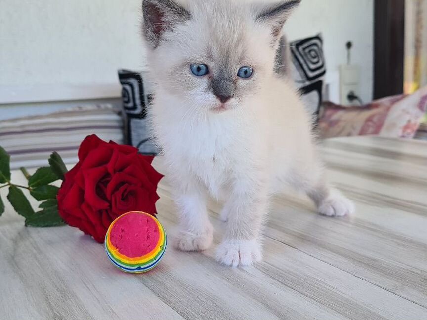 Невский маскарадный котик
