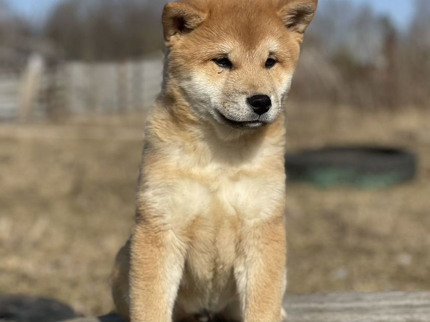 Шиба сиба ину