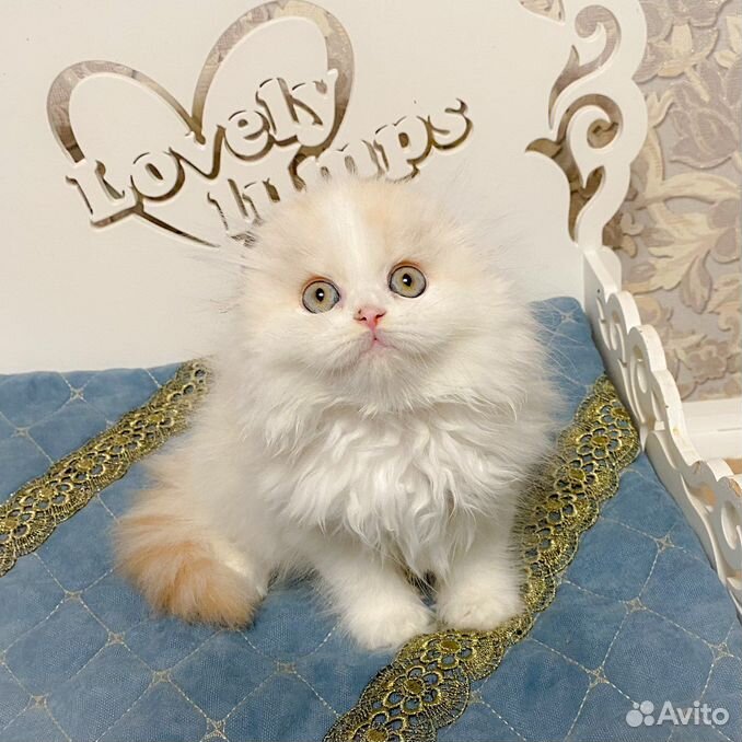 Шотладский котик