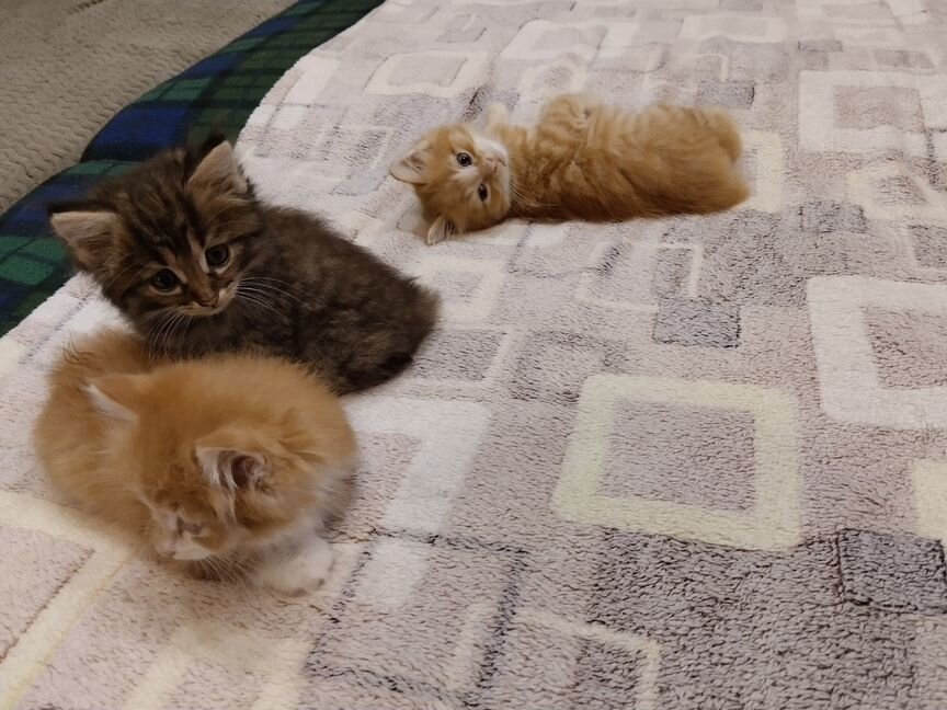 Котята курильского бобтейла